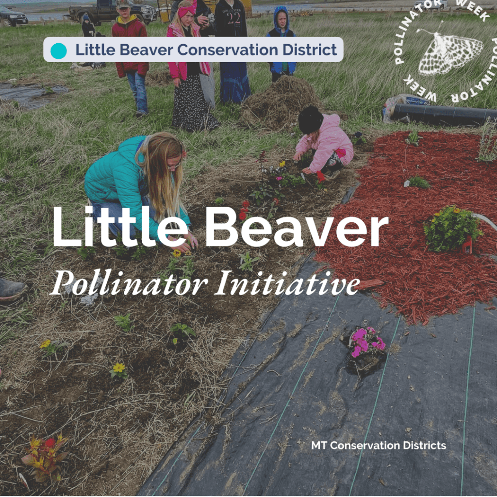 Pollinator Week – Montana Association of Conservation Districts